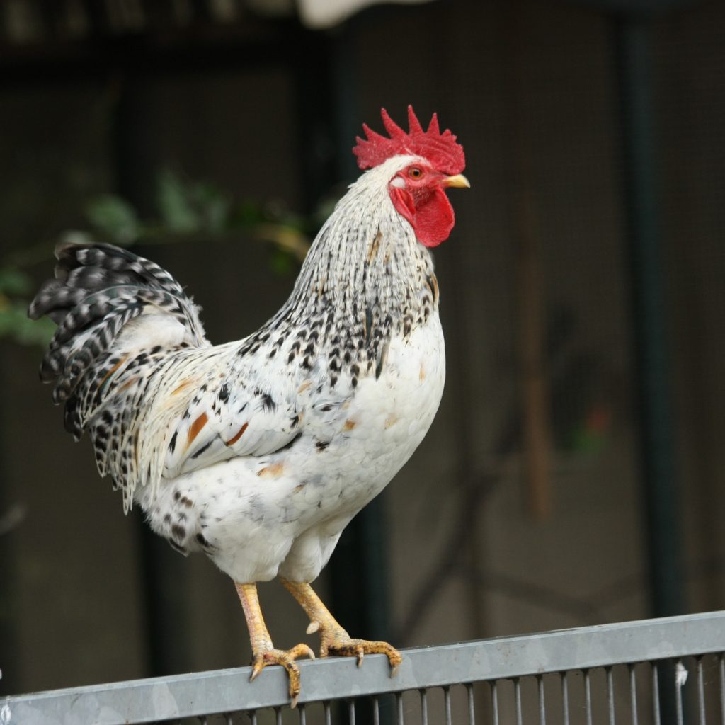 The Truth About Roosters