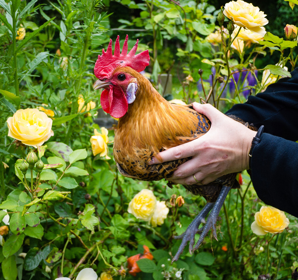 Golden Campine Chickens - ChickenCoopGuides.com