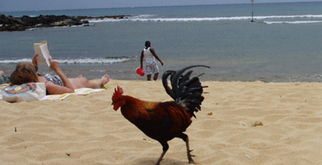 Wild Chickens in Hawaii - DIY Chicken Coop Plans