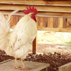 Leghorn Chickens - Red and White Chickens | ChickenCoopGuides.com